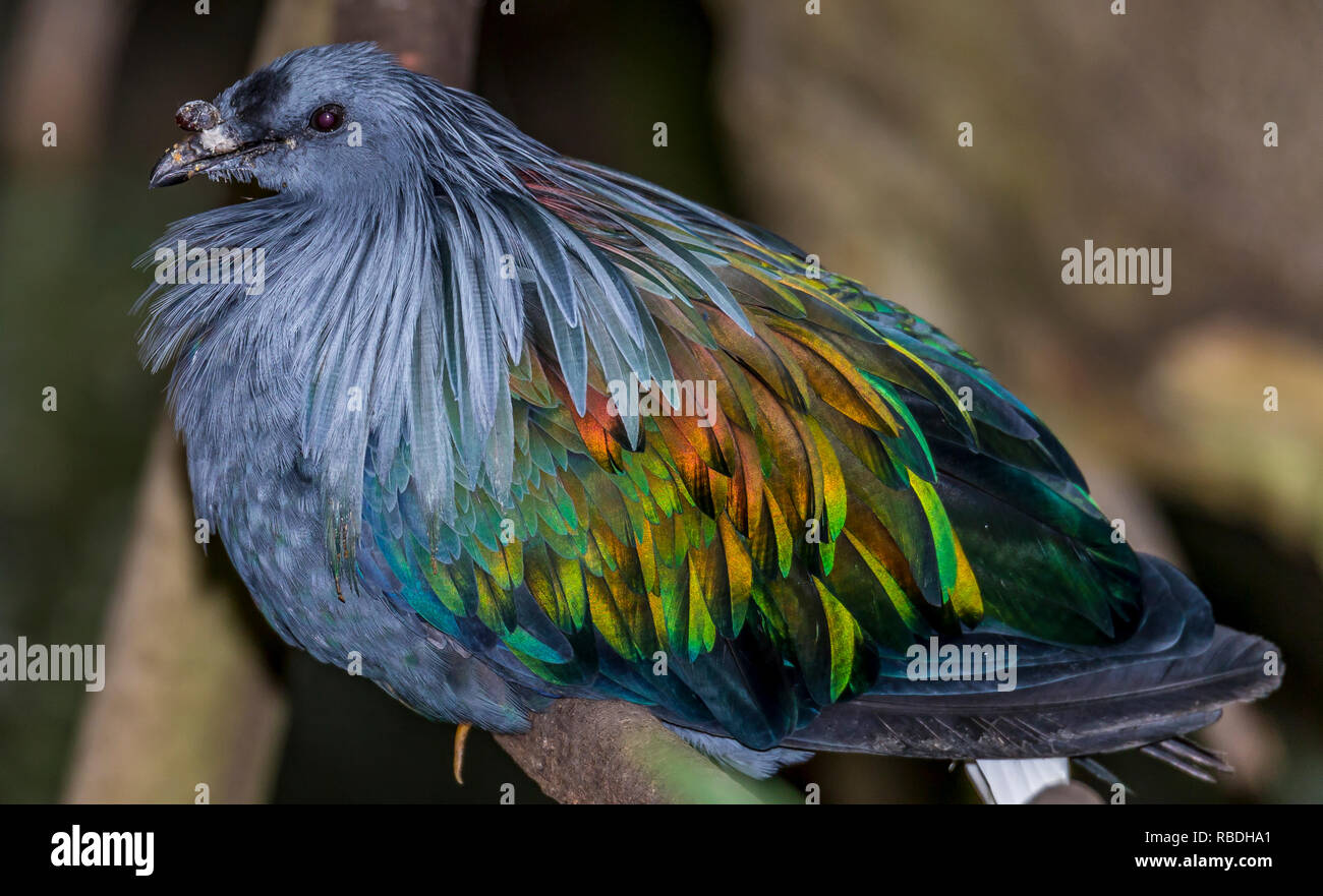 nicobar pigeon bird Stock Photo - Alamy