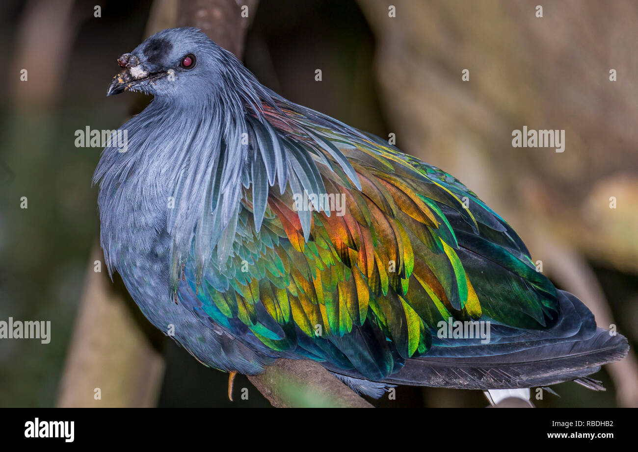 nicobar pigeon bird Stock Photo - Alamy