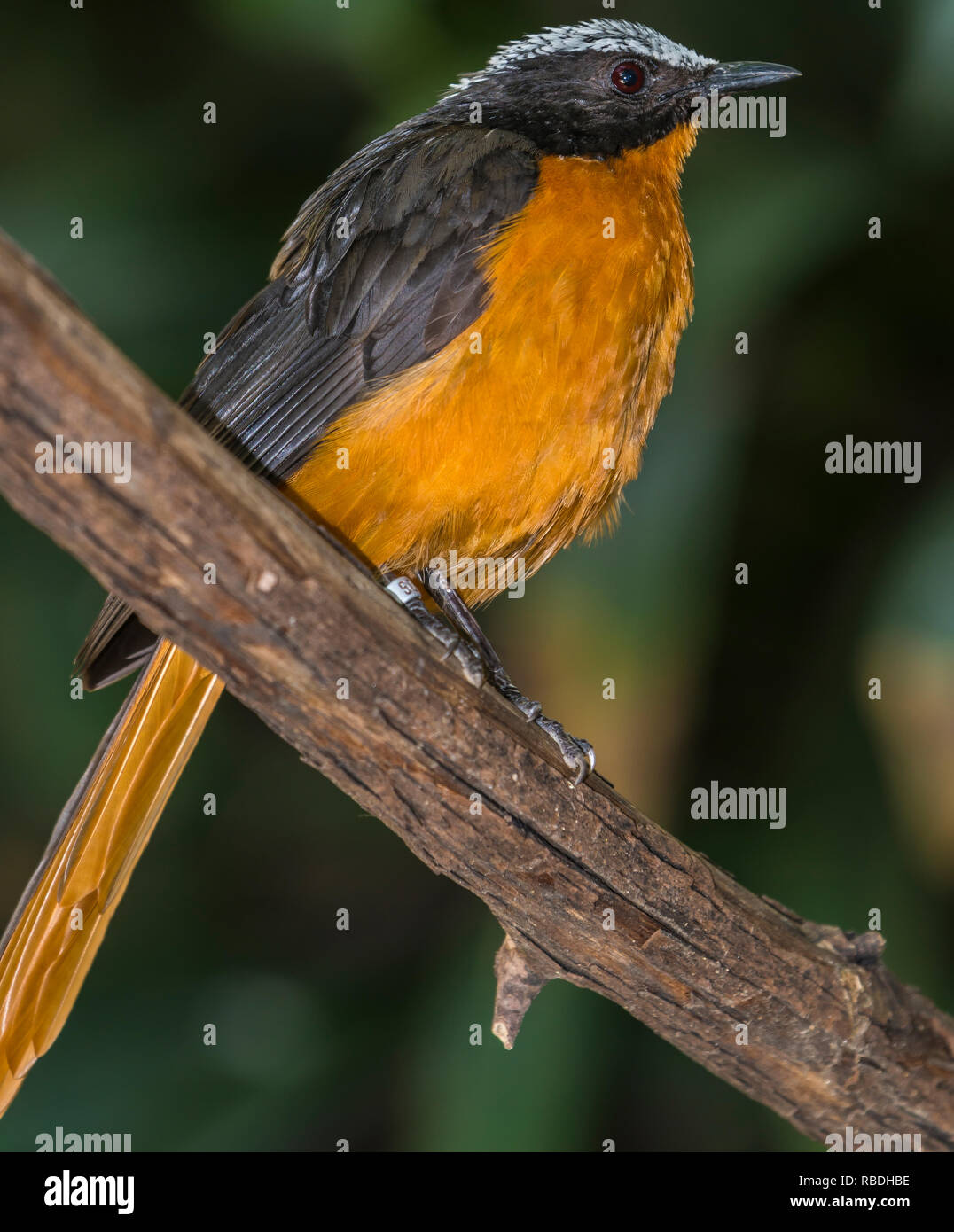 white throated robin-chat bird Stock Photo - Alamy