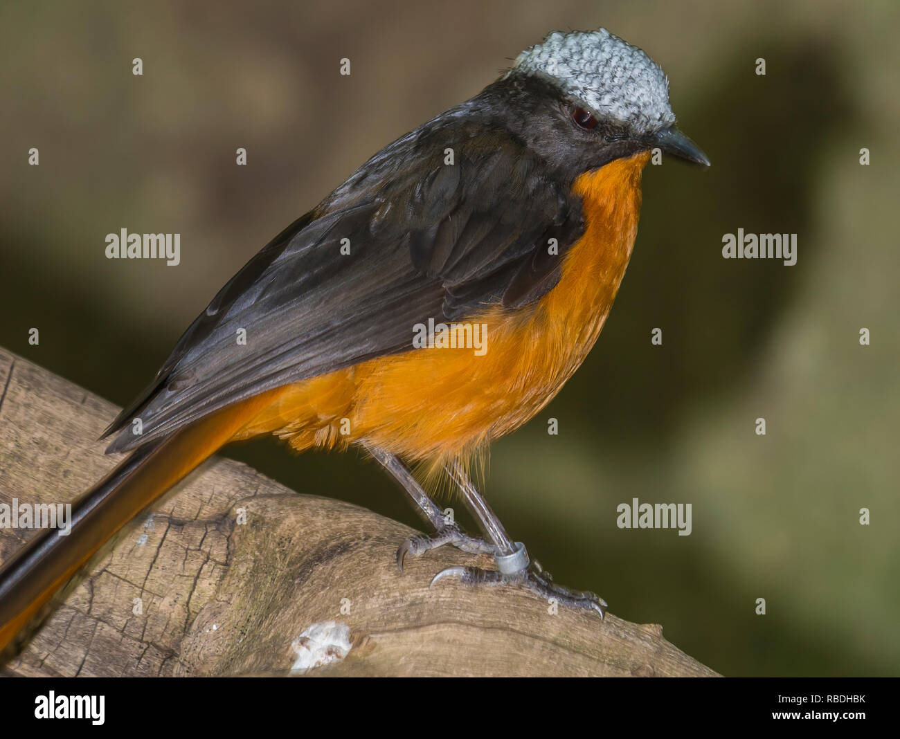 white throated robin-chat bird Stock Photo - Alamy