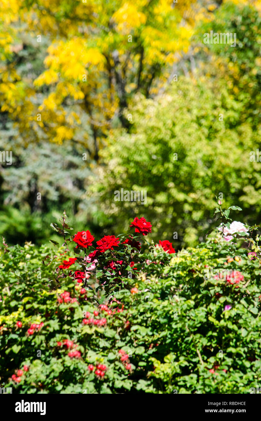 Spectacular Autumn flowering plants Stock Photo - Alamy