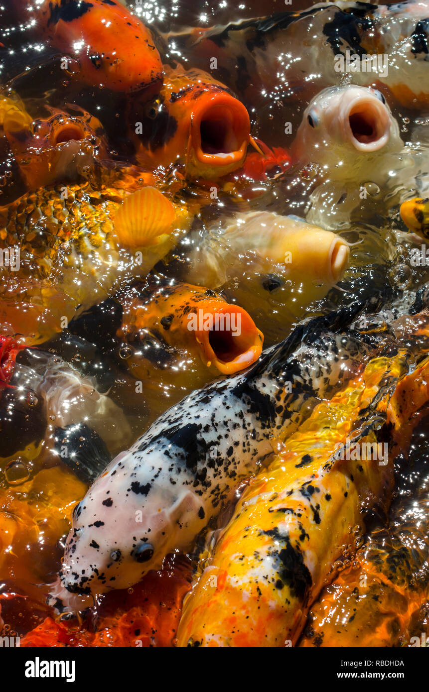 Colorful Carp Swimming in Traditional Japanese Koi Pond in Lehigh, Utah ...