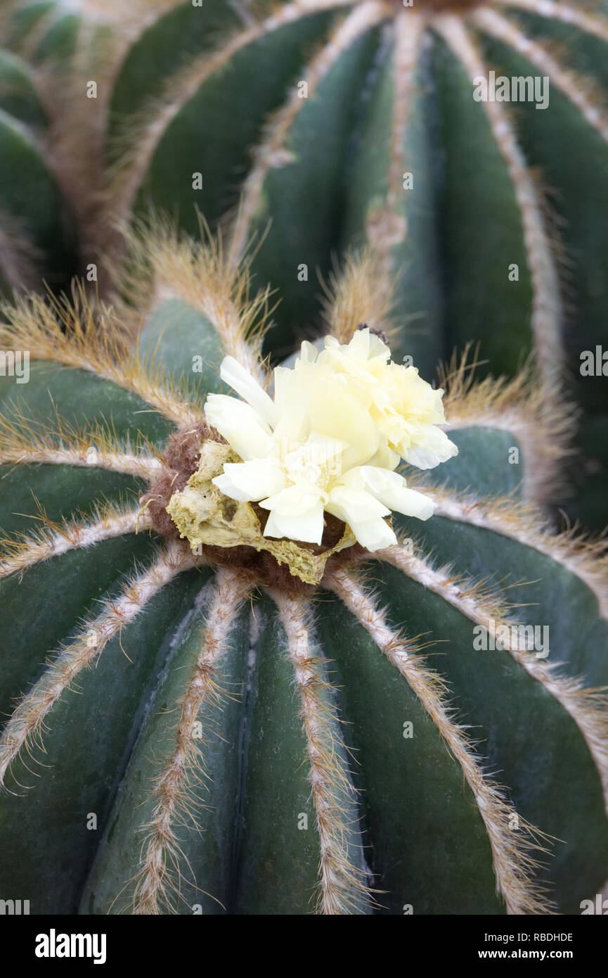 Parodia magnifica. Ball cactus flowering in a protected environment ...