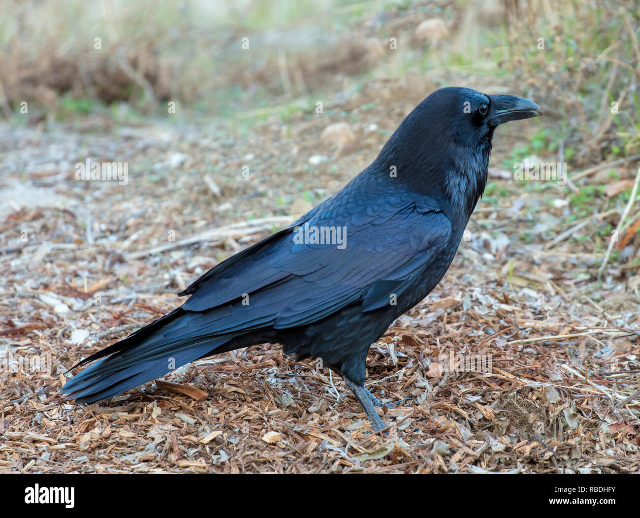 Black squawking crow hi-res stock photography and images - Alamy