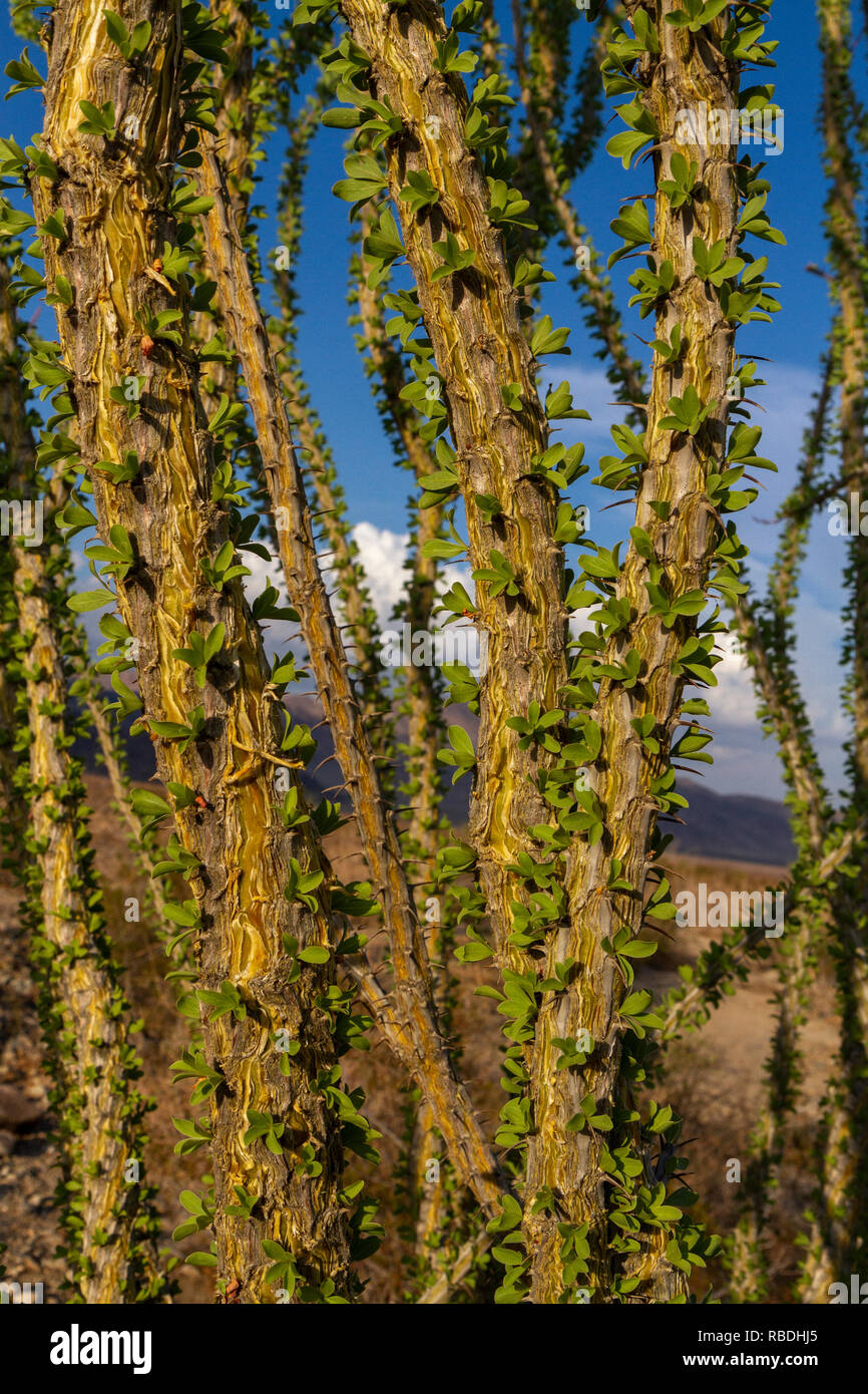 Ocotillo (fouquieria splendens), Joshua Tree National Park, CA, United ...