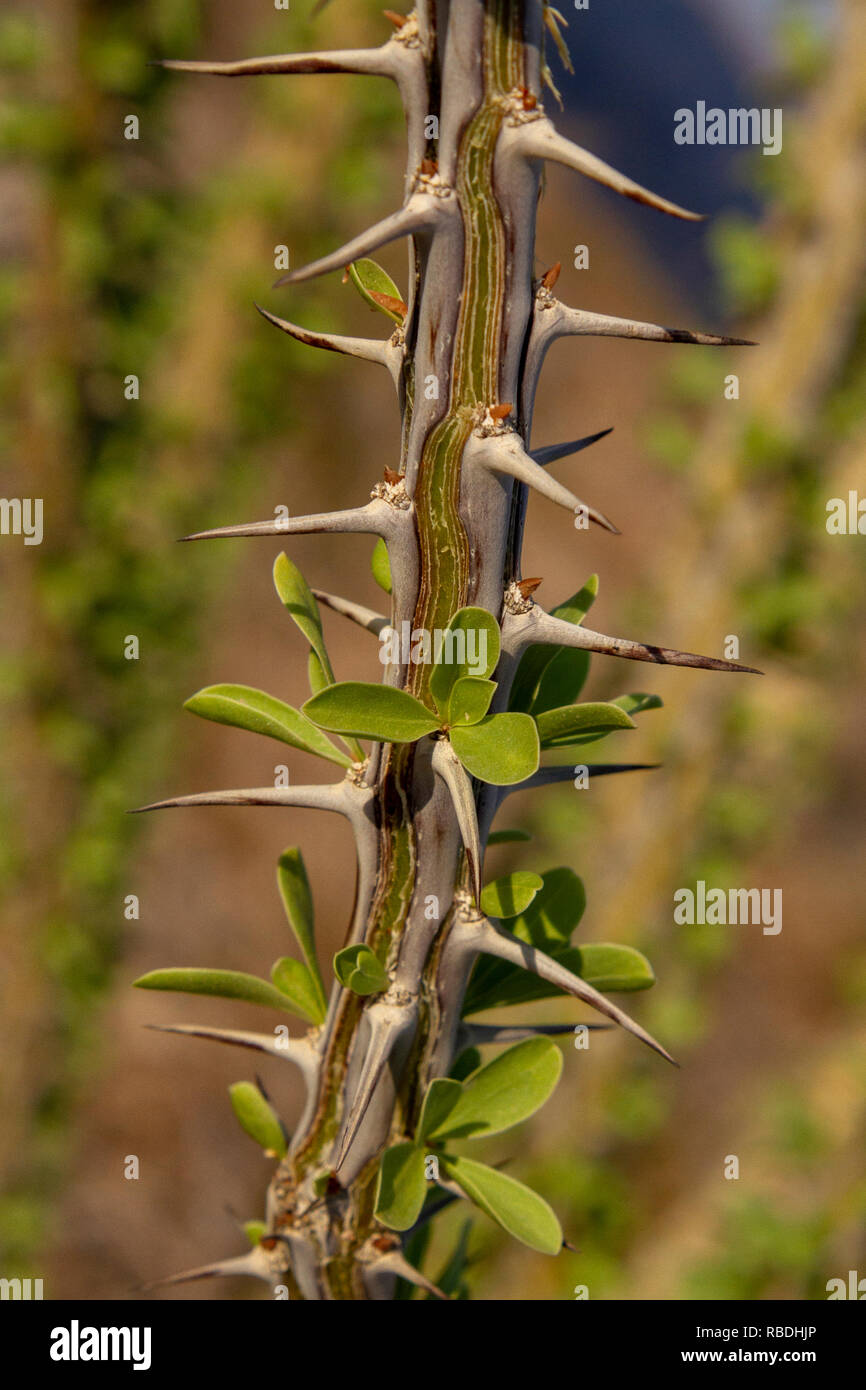 Fouquieria splendens hi-res stock photography and images - Alamy