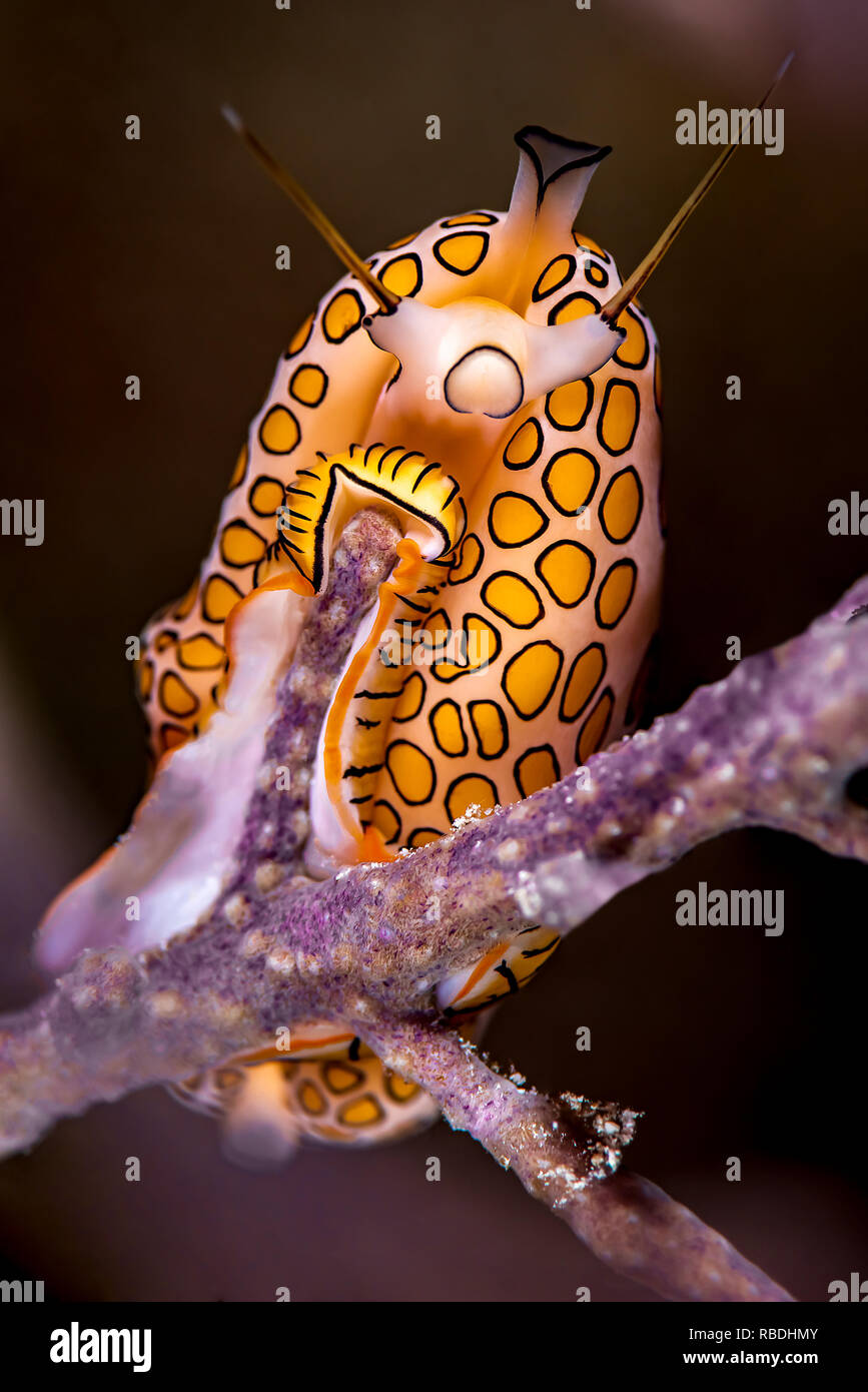 Flamingo Tongue Snail High Resolution Stock Photography and Images - Alamy