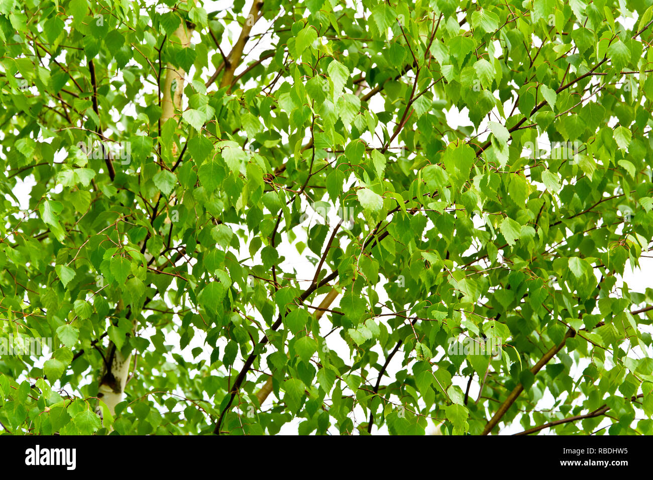 Fresh green birch tree leaves hi-res stock photography and images - Alamy