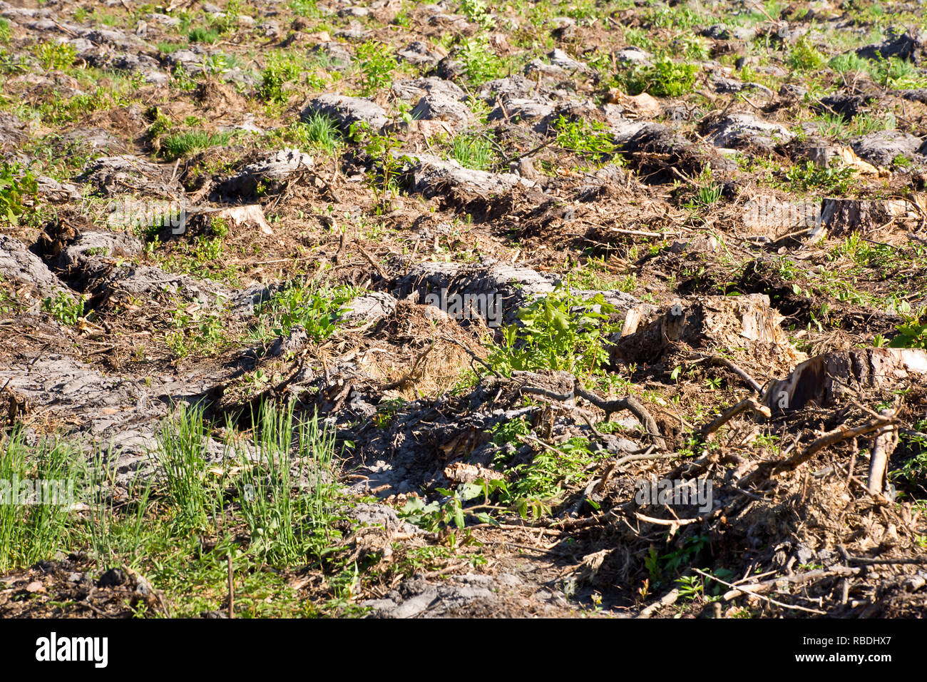 Forest clearing on sunny hi-res stock photography and images - Alamy