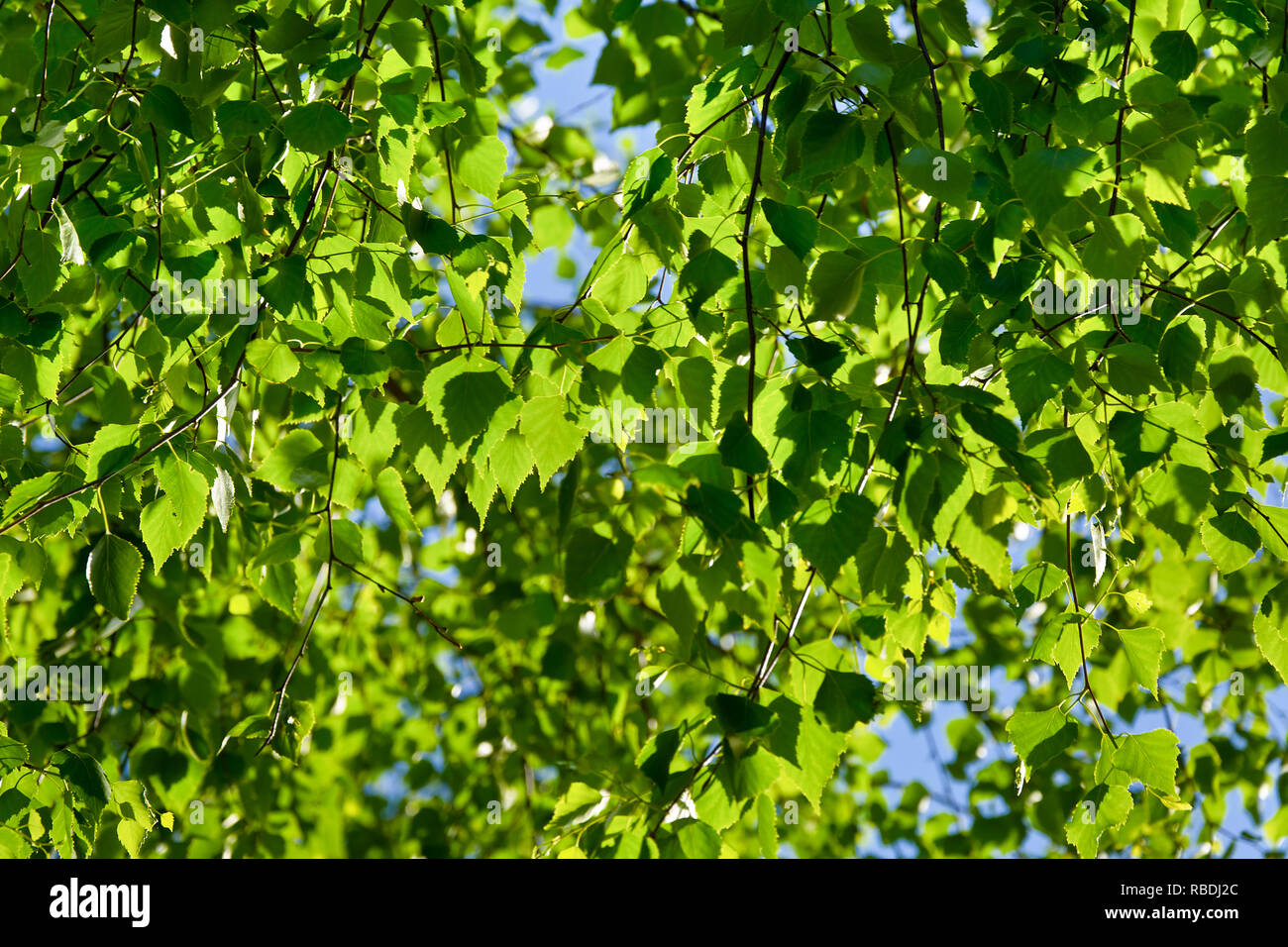 Full green tree hi-res stock photography and images - Alamy
