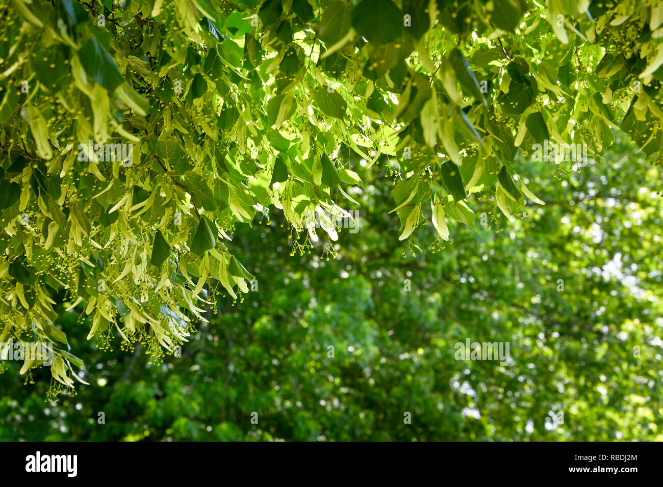 Linden trees fruit hi-res stock photography and images - Alamy