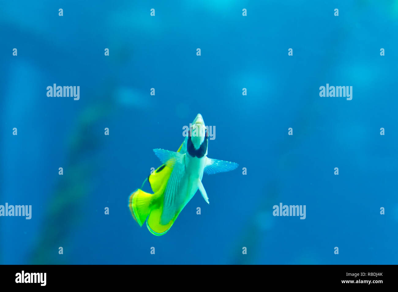 Spot butterfly fish hi-res stock photography and images - Alamy