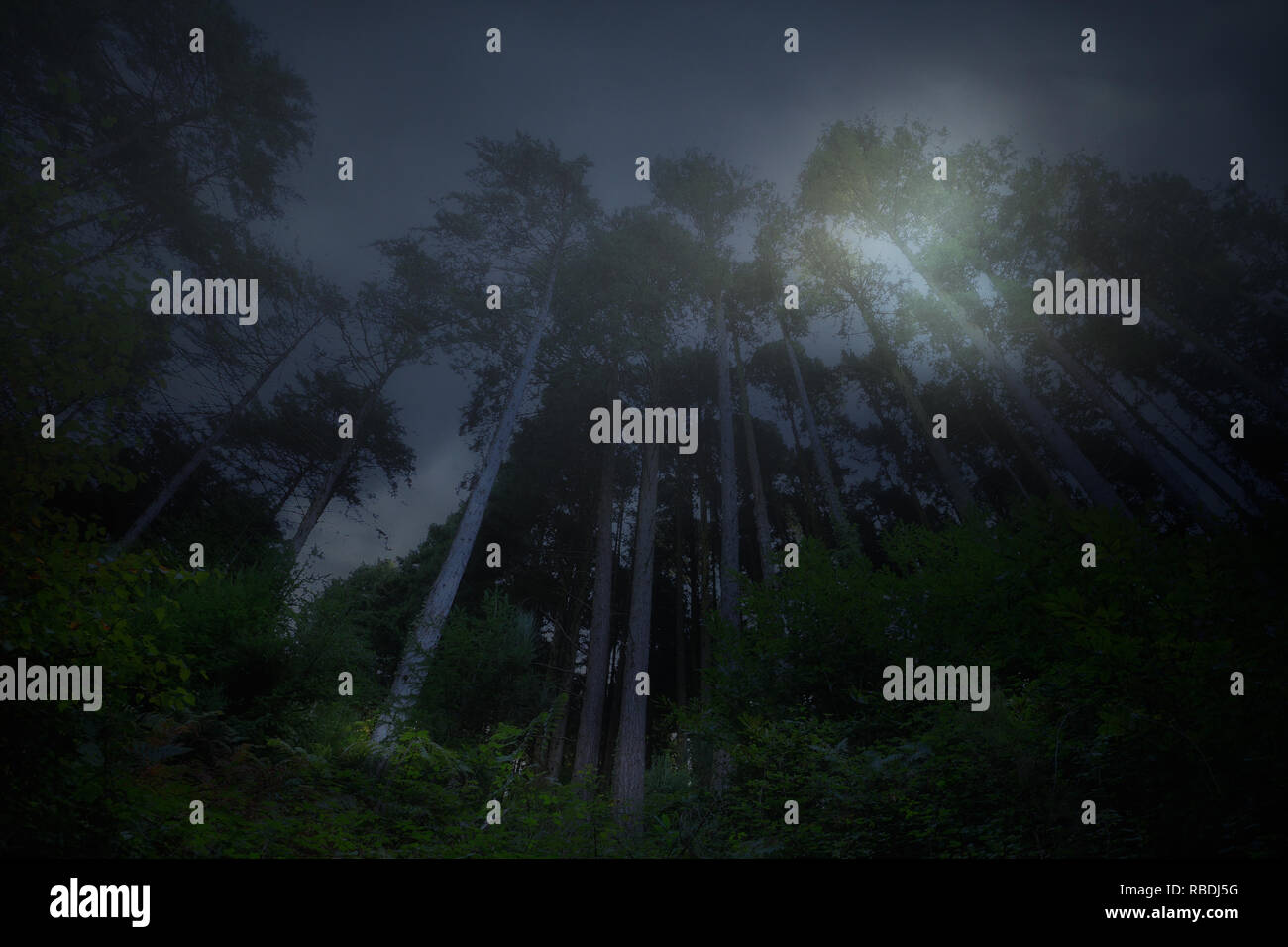 Mountain forest in an overcast and foggy full moon night Stock Photo ...