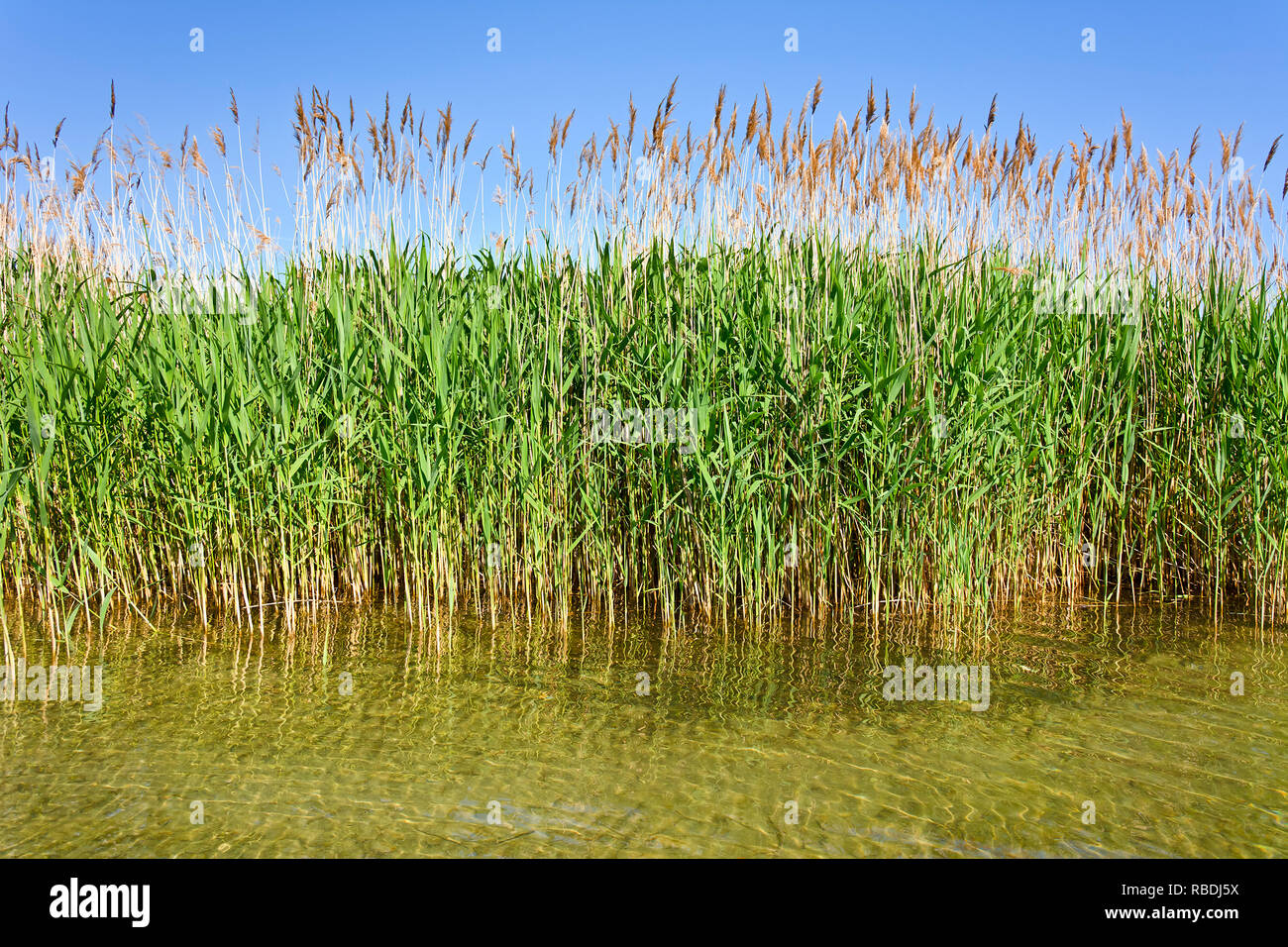 Green reed in the lake in early spring Stock Photo - Alamy
