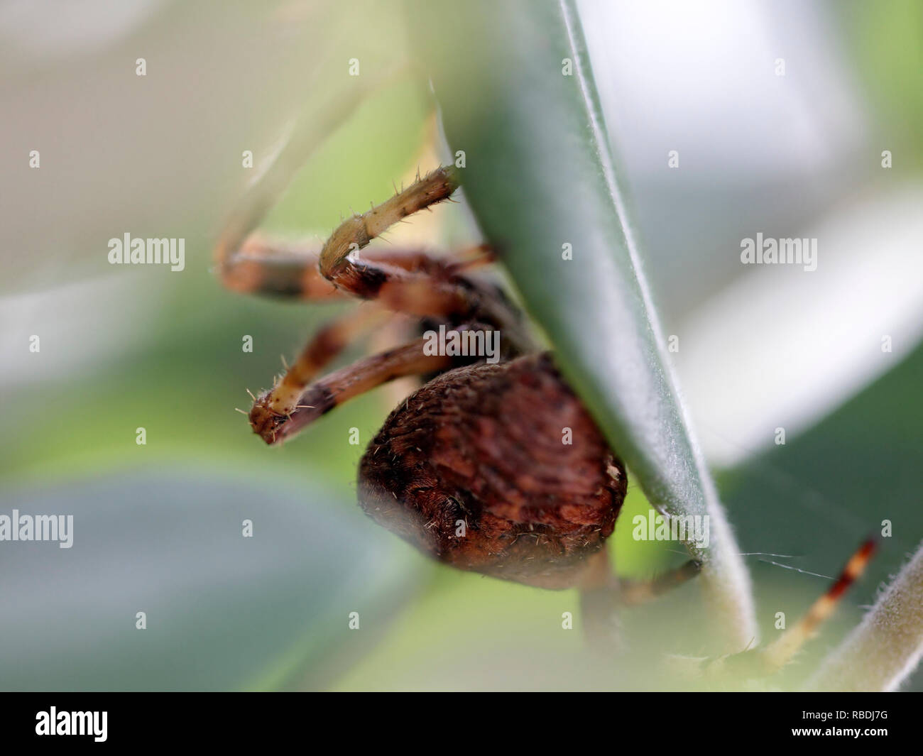 Hidden by a spider hi-res stock photography and images - Alamy