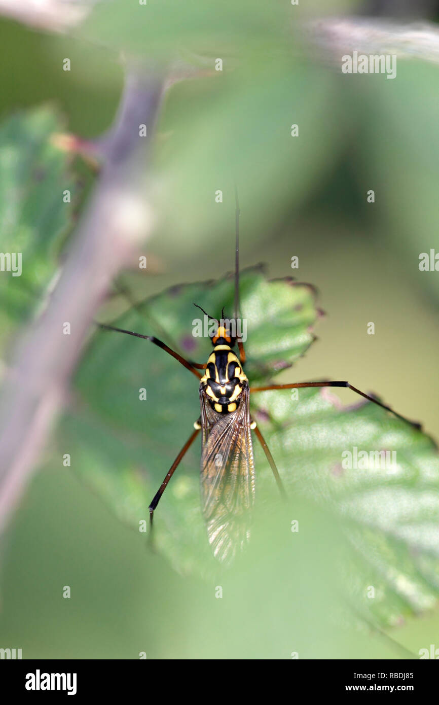Small colorful mosquito. Northern portuguese meadows. Early autumn ...