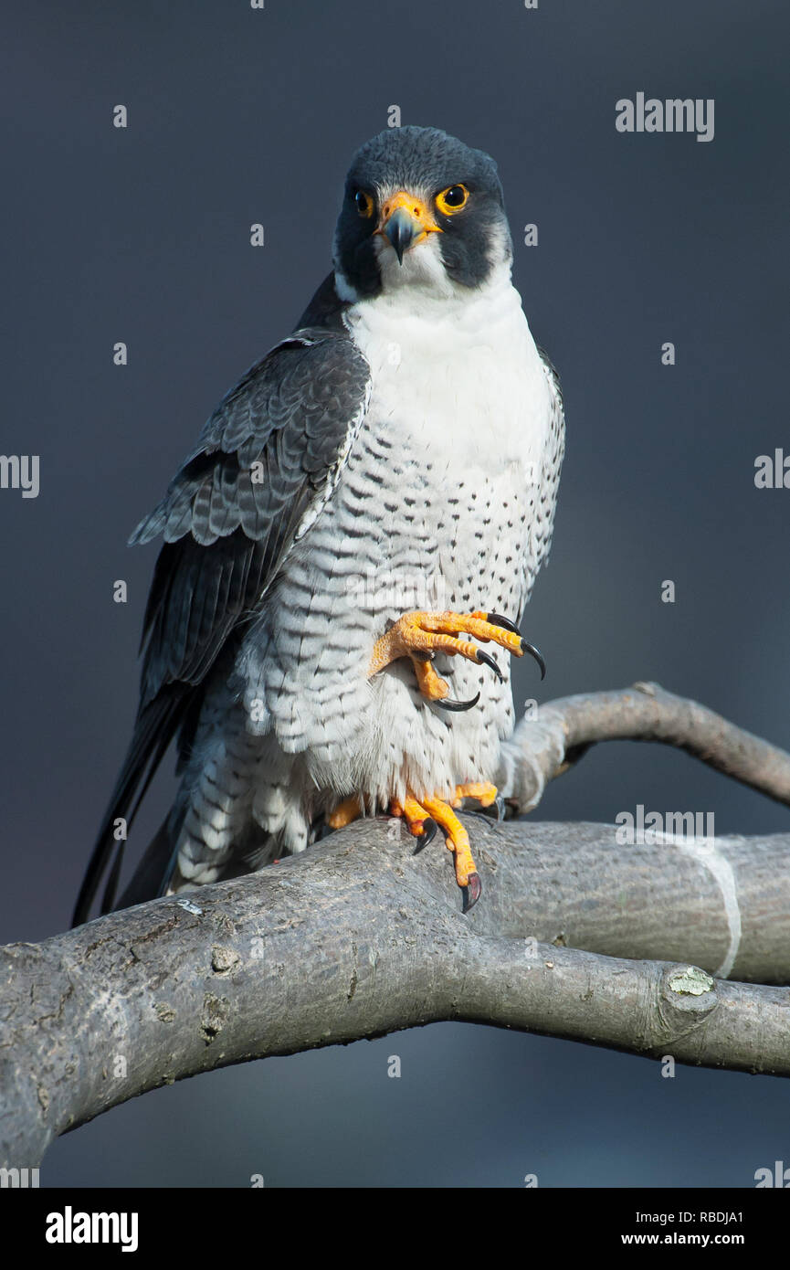 Adult peregrine falcon in early March Stock Photo - Alamy