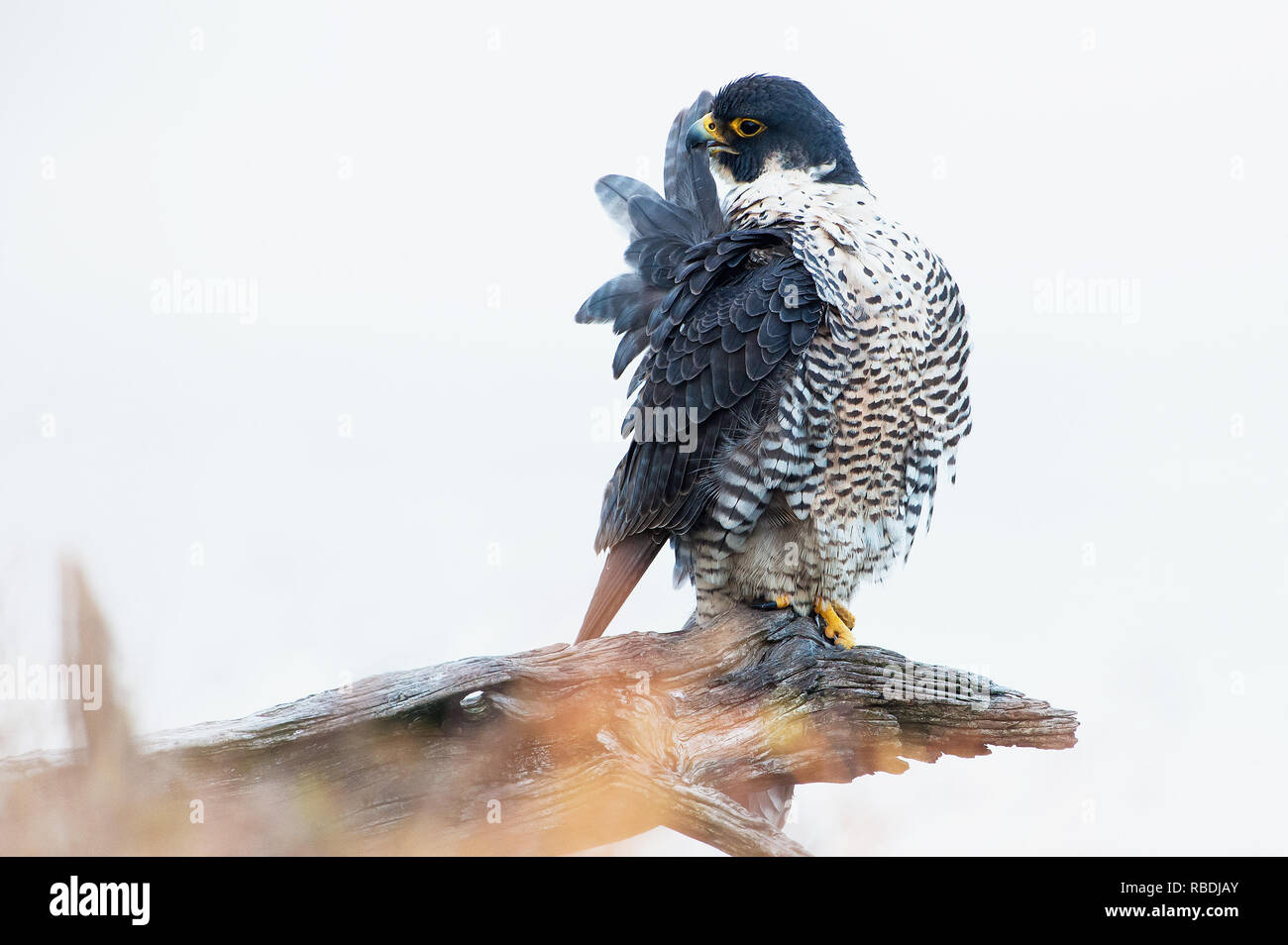 Peregrine Falcon Feathers