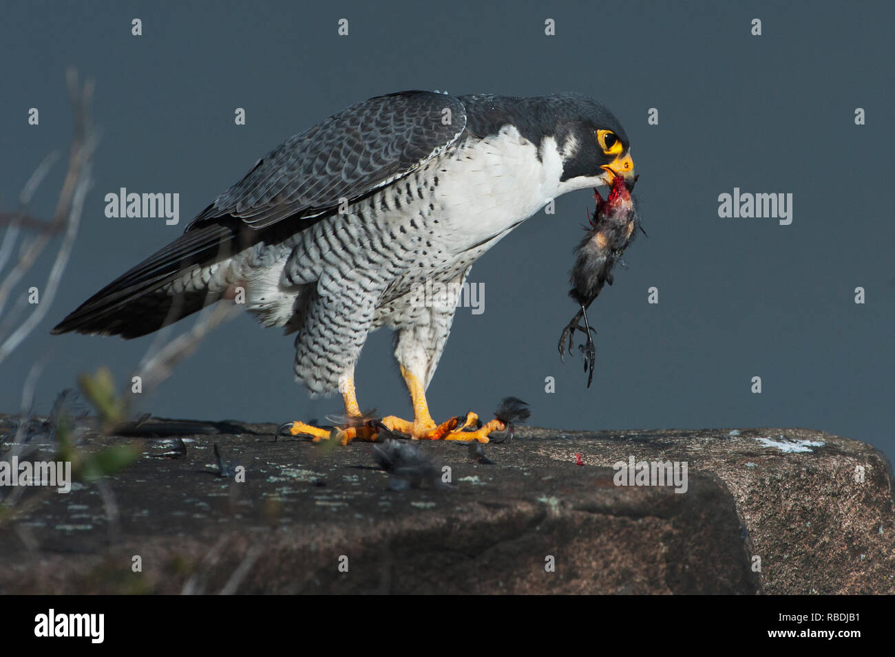 Songbird prey hi-res stock photography and images - Alamy