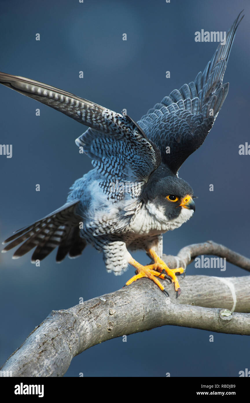 Adult peregrine falcon wing stretch in early March Stock Photo - Alamy