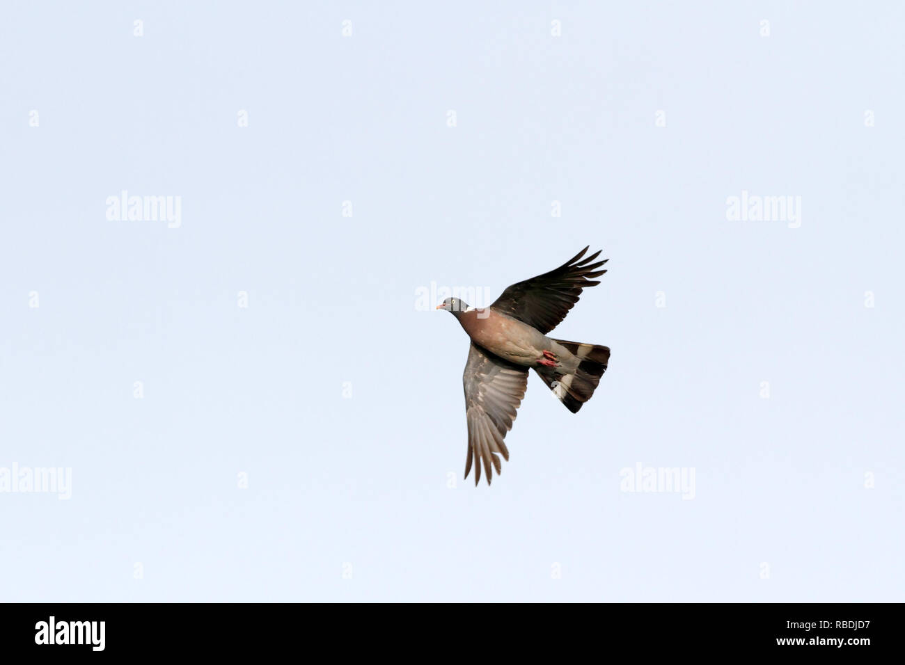 Wood Pigeon In Flight High Resolution Stock Photography and Images - Alamy