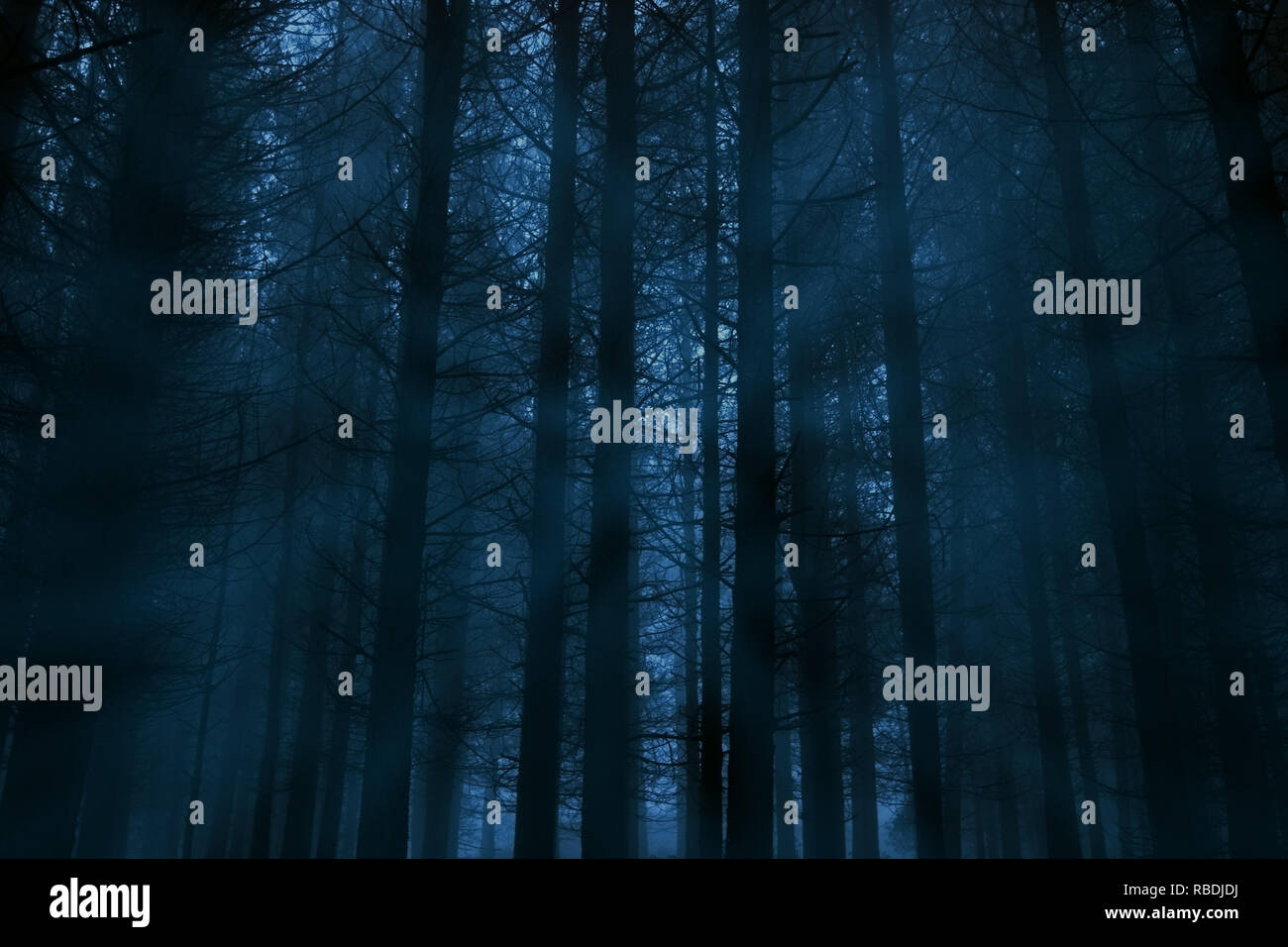 Spooky foggy forest at night Stock Photo - Alamy