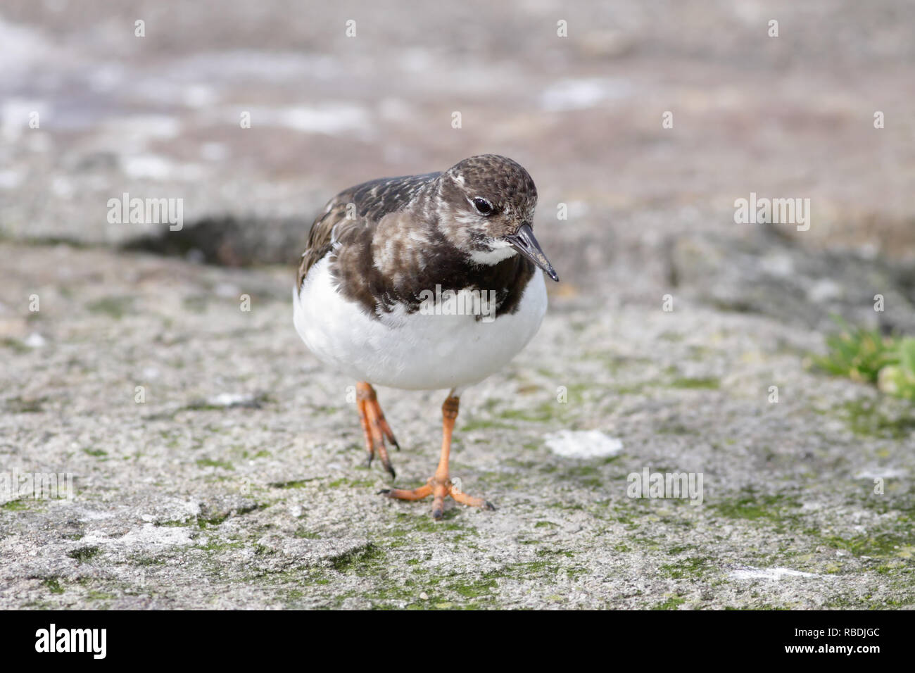 Detailed photo of a turn stone bird on the border of river Douro Stock ...