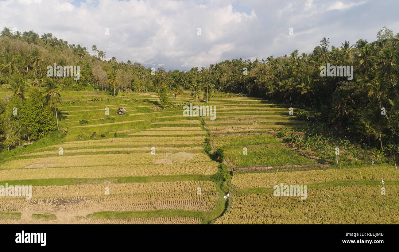 rice fields and agricultural land with crops. aerial view farmland with ...