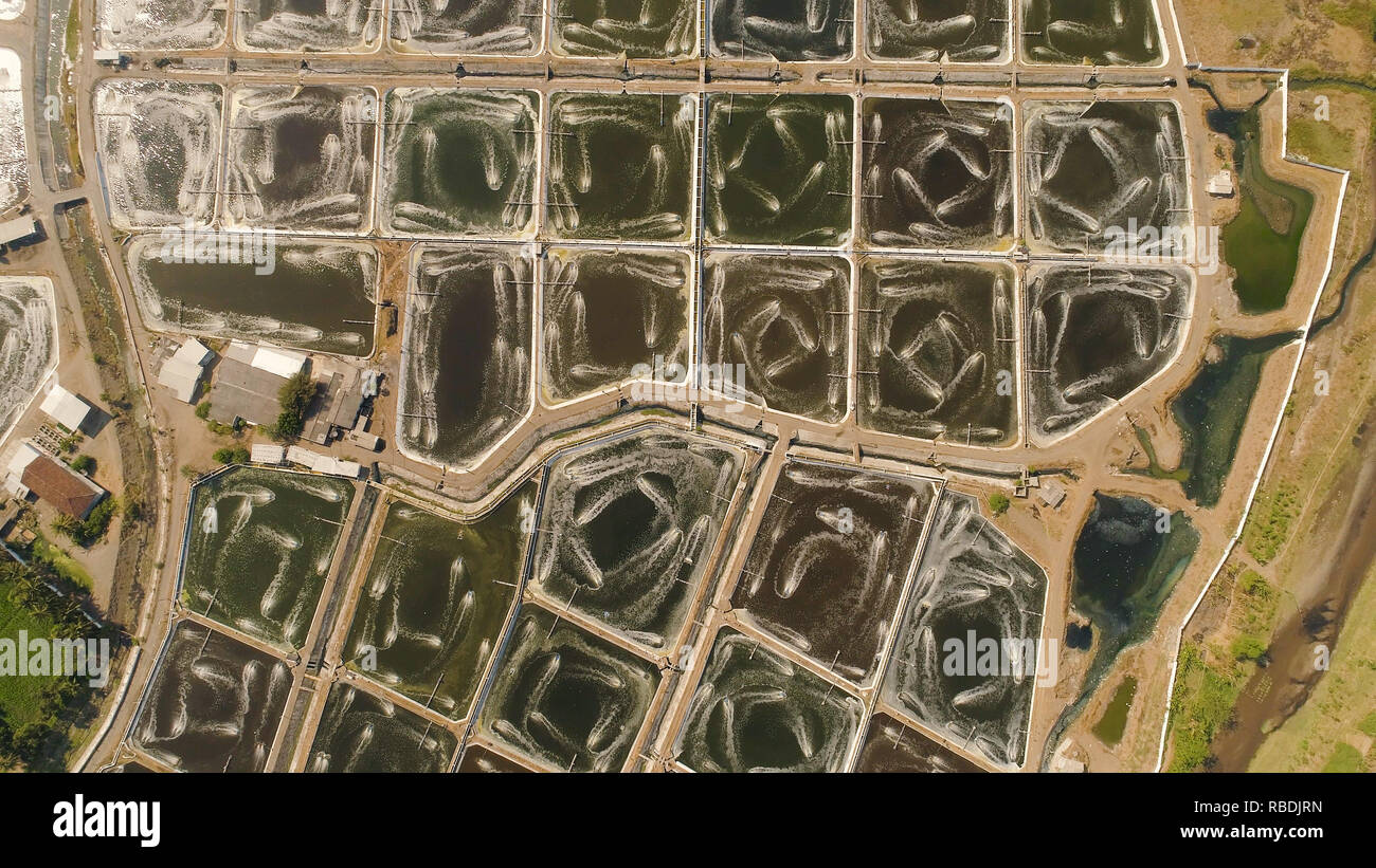 shrimp farm, prawn farming with with aerator pump oxygenation water ...