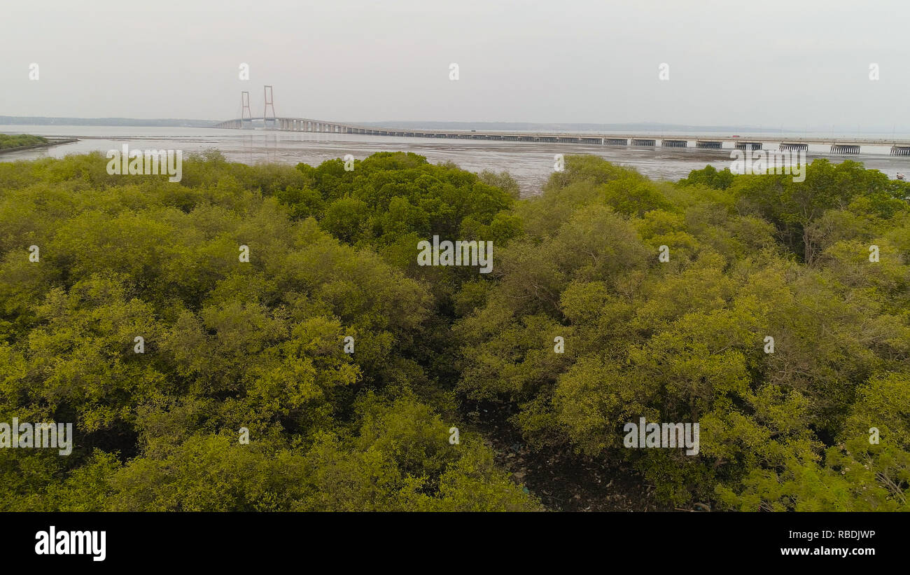 aerial view mangroves and suspension cable bridge Suramadu over madura ...