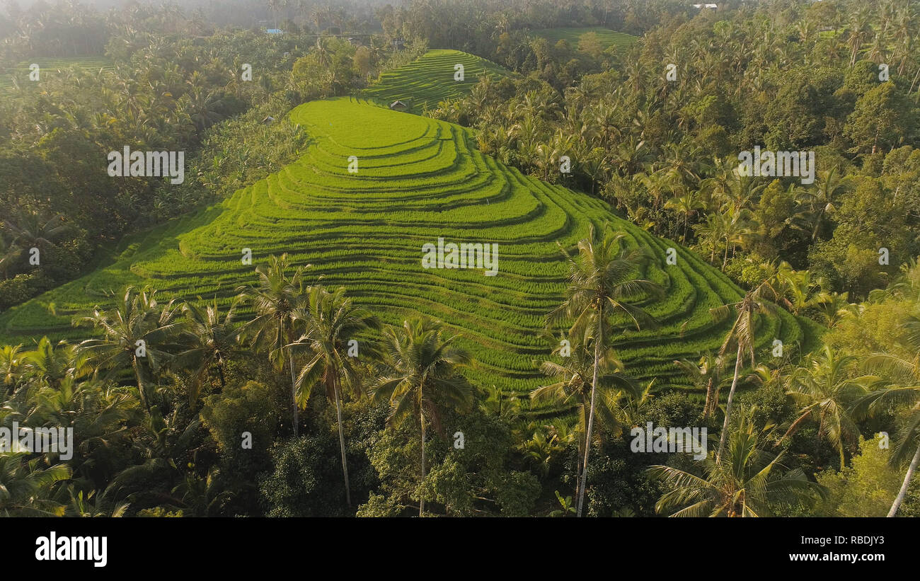 rice terrace and agricultural land with crops. aerial view farmland ...