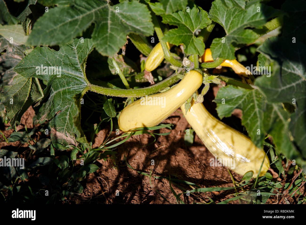 an organic yellow squash vine grows in a field in the sun Stock Photo ...