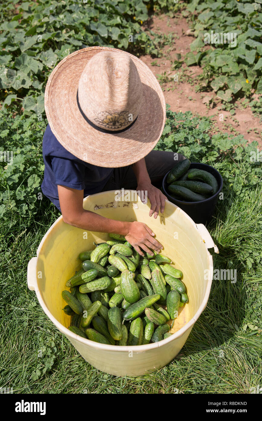 How to grow cucumbers hi-res stock photography and images - Alamy