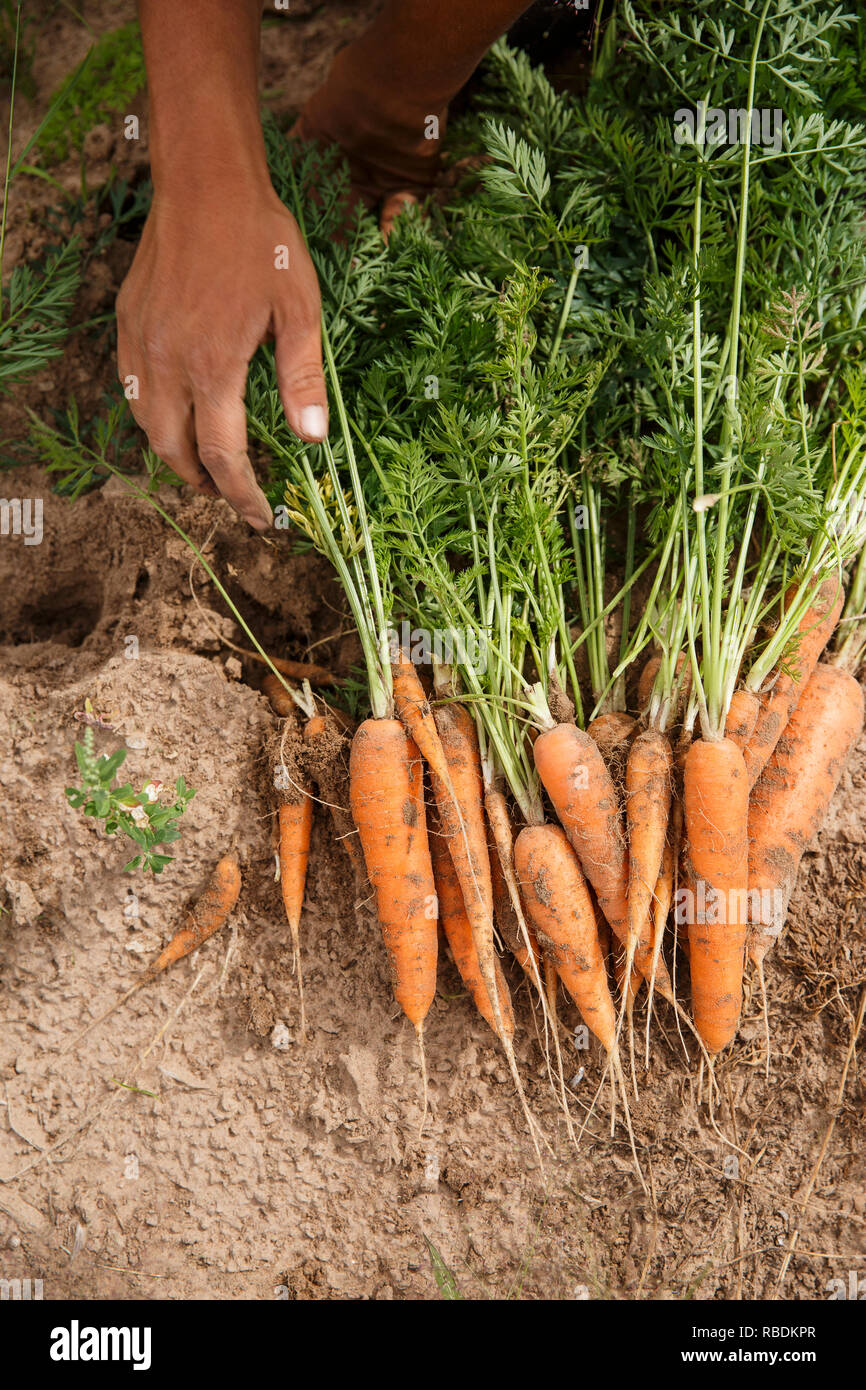 Pulled up from the ground hi-res stock photography and images - Alamy