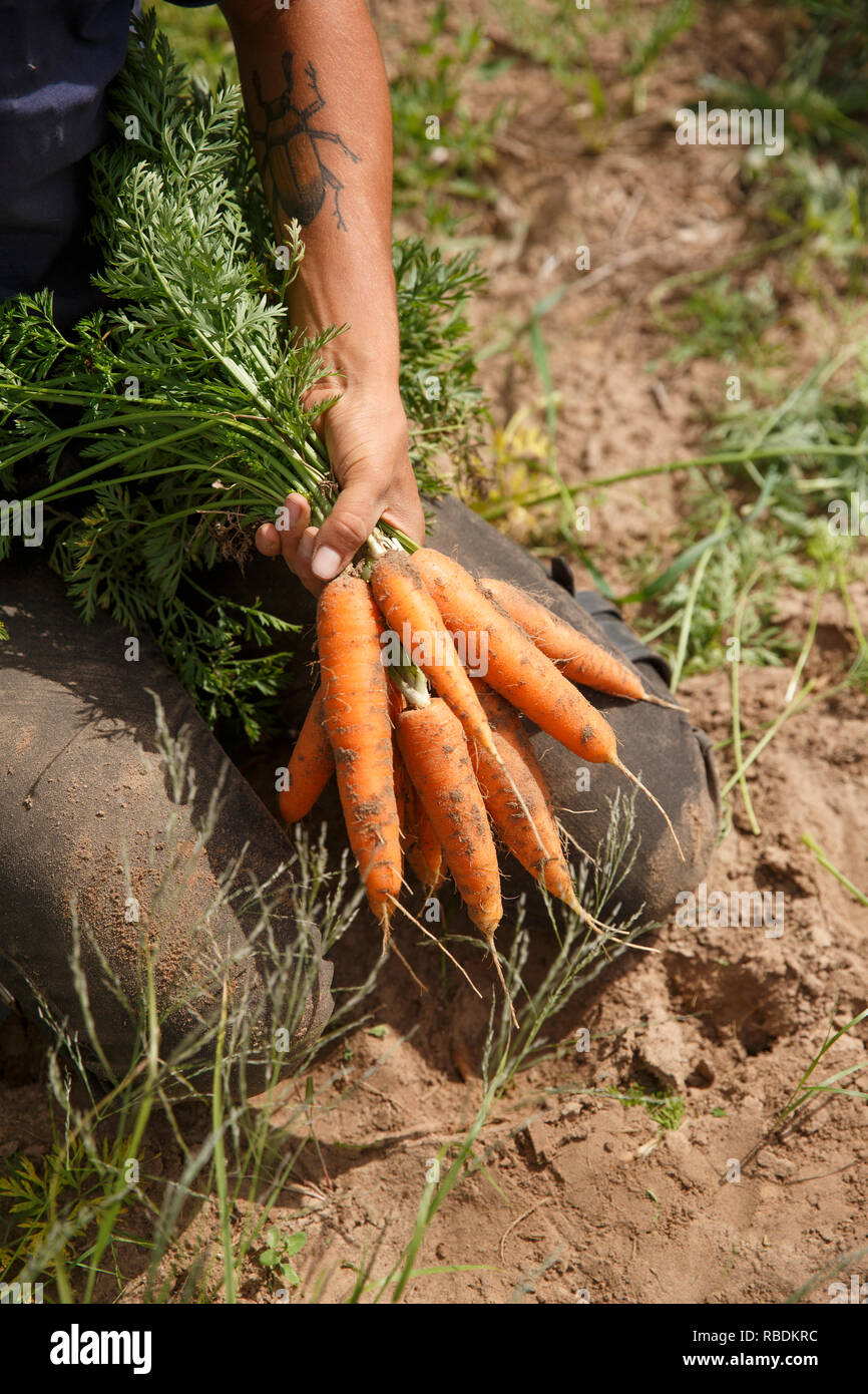 Pulled carrots hi-res stock photography and images - Alamy