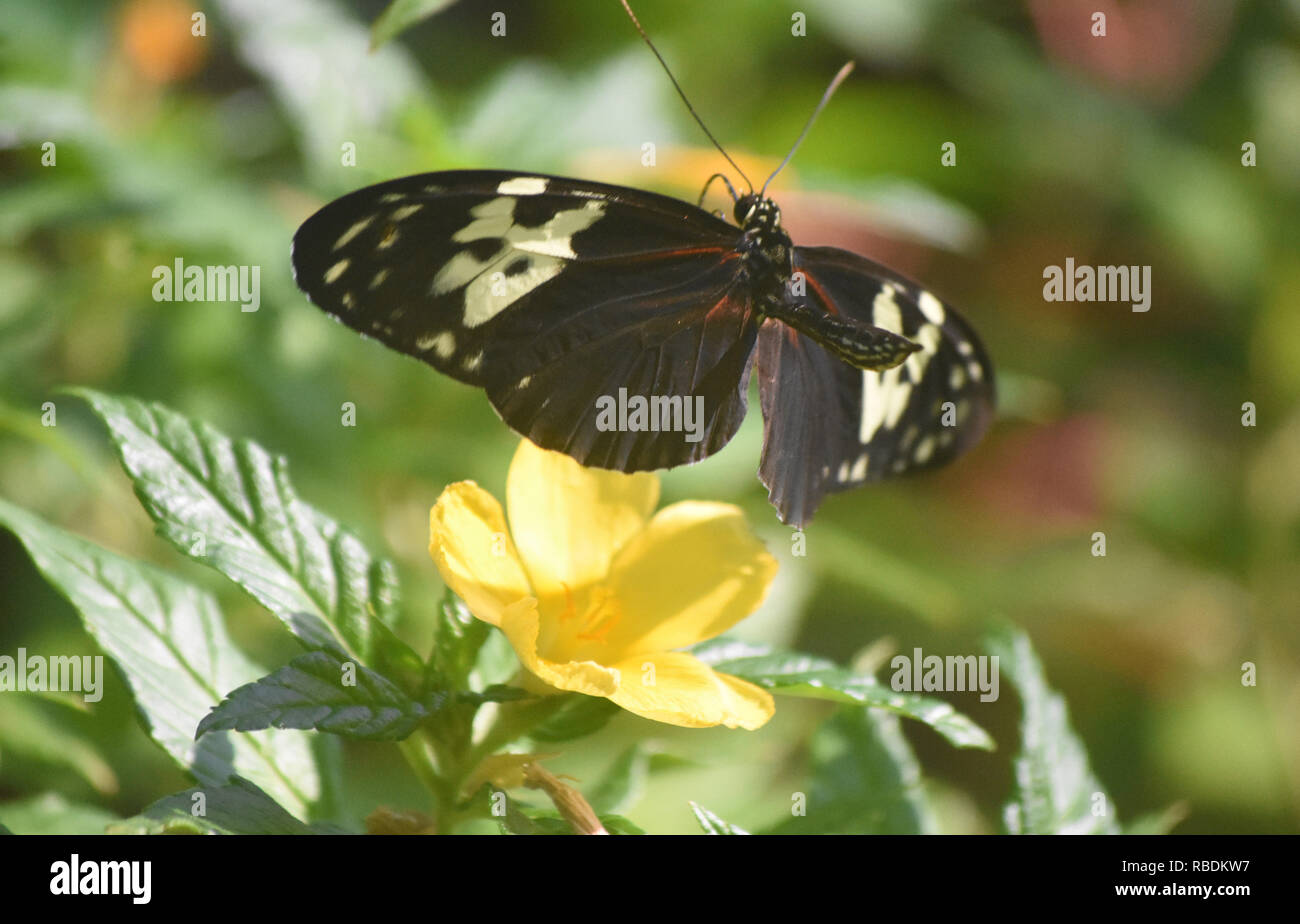 Beautiful longwing butterfly with his wings extended wide open Stock ...