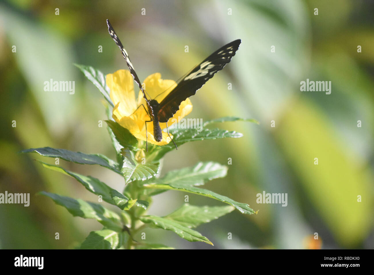 Yellow flower with a longwing butterfly with wings extended Stock Photo ...