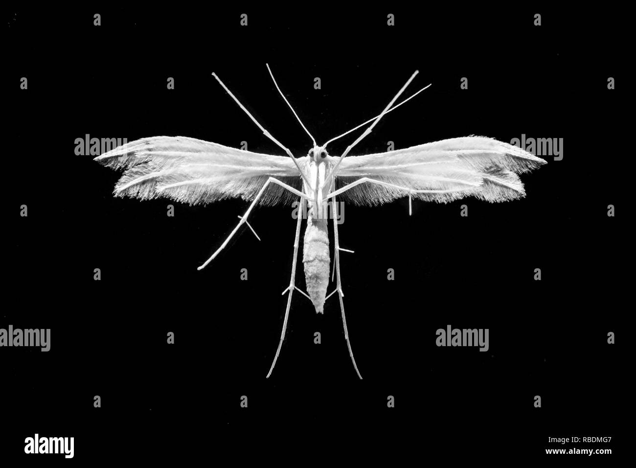 amazing macro shot with white moth bottom close up on isolated black ...