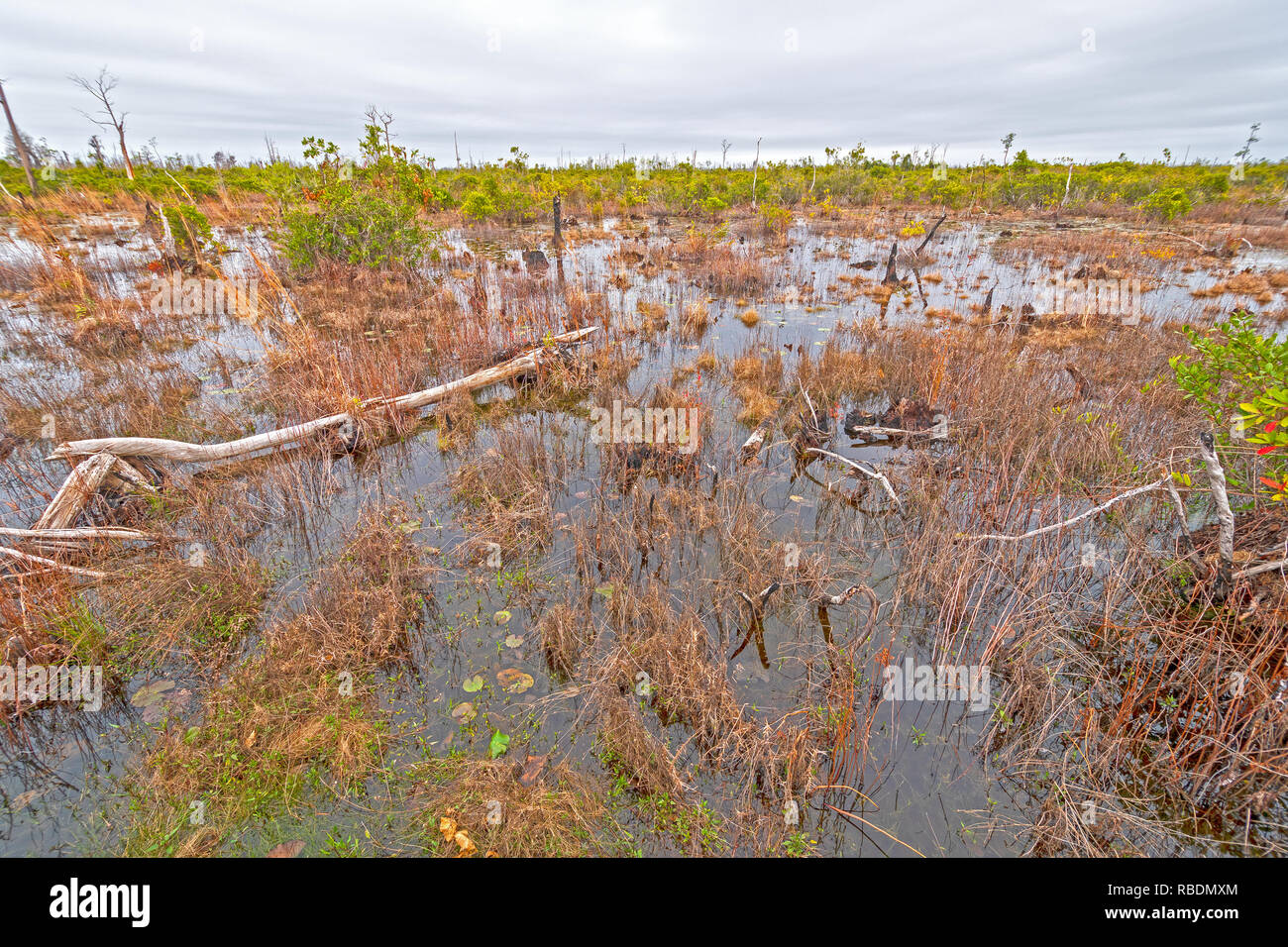 Open Wetland Prairie in a the Okefenokee Swamp in Georgia Stock Photo ...