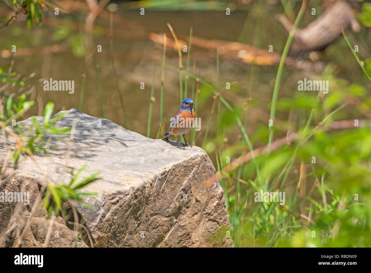 Western Bluebird on a Rock Outcrop in Mission Hills Regional Park in ...