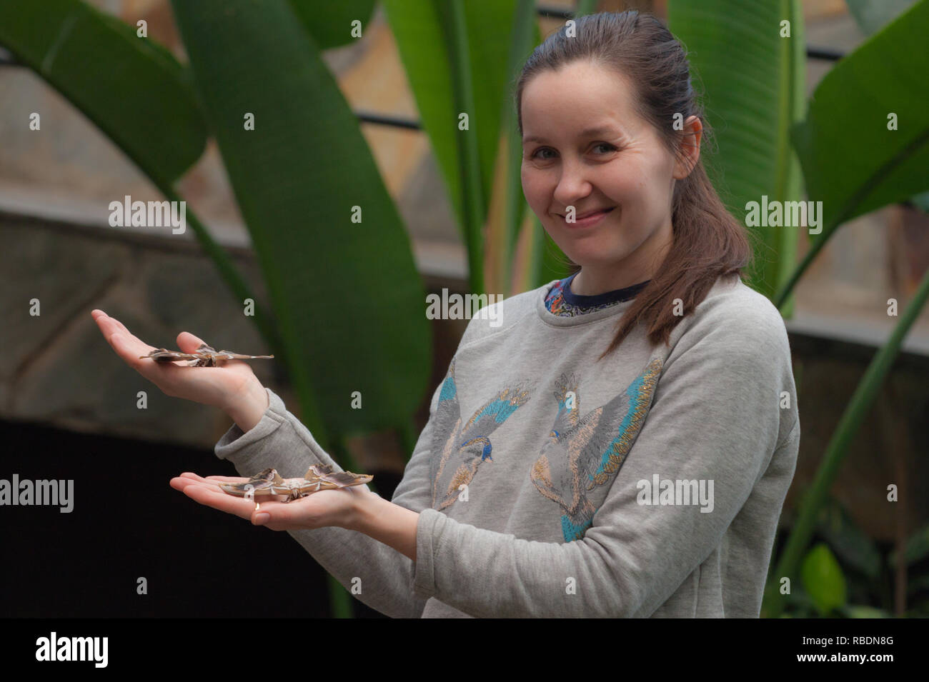 A nice photo of a woman holding two specimens of Indian eri silkmoth ...
