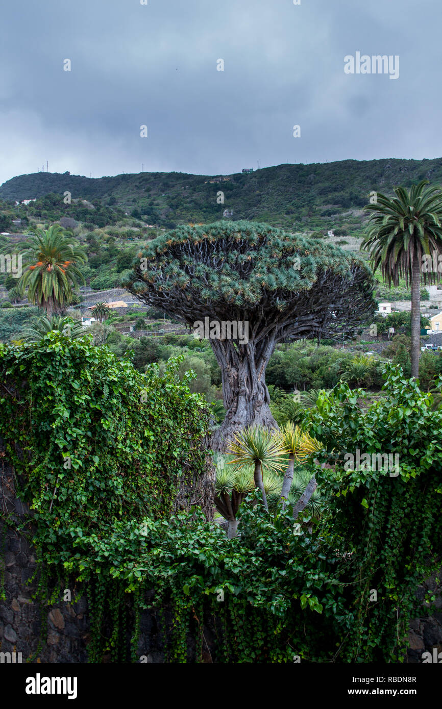 Draco palm hi-res stock photography and images - Alamy