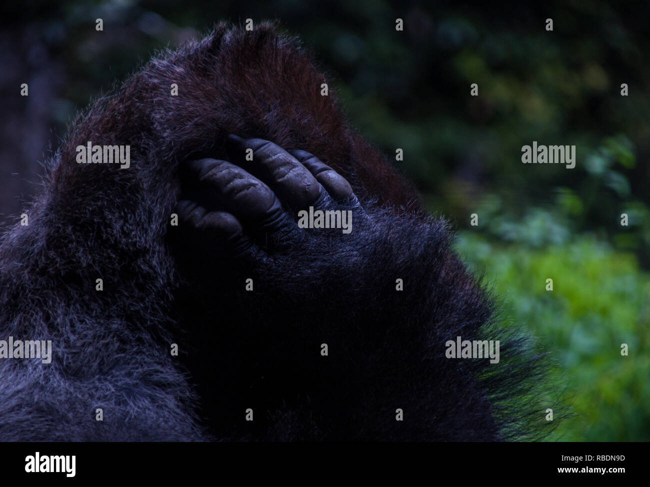 Gorilla scratching head hi-res stock photography and images - Alamy