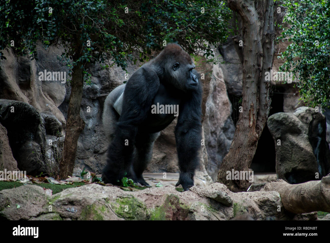 A nice photo of an adult silverback Western lowland gorilla looking ...