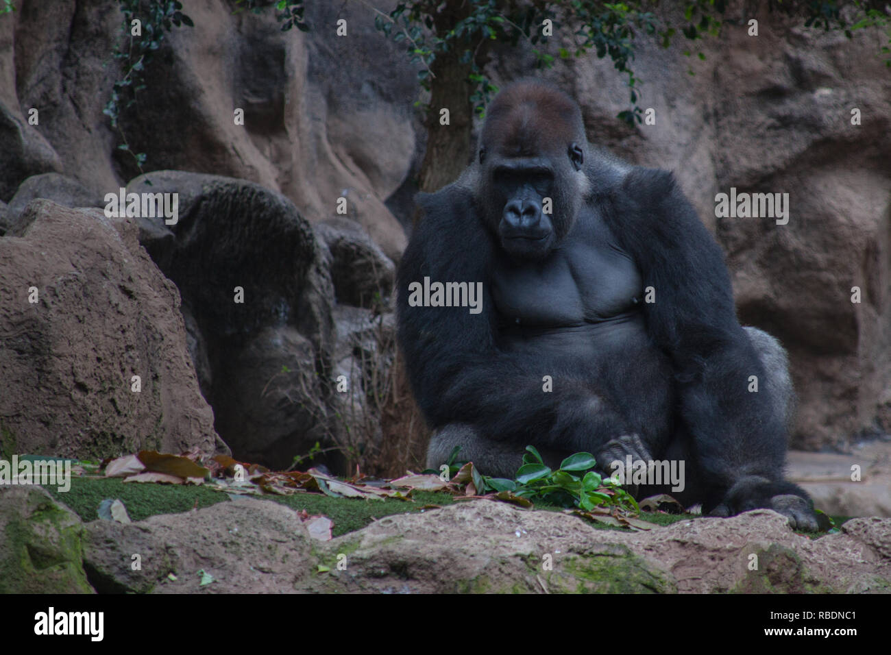 A nice photo of an adult silverback Western lowland gorilla relaxing on ...