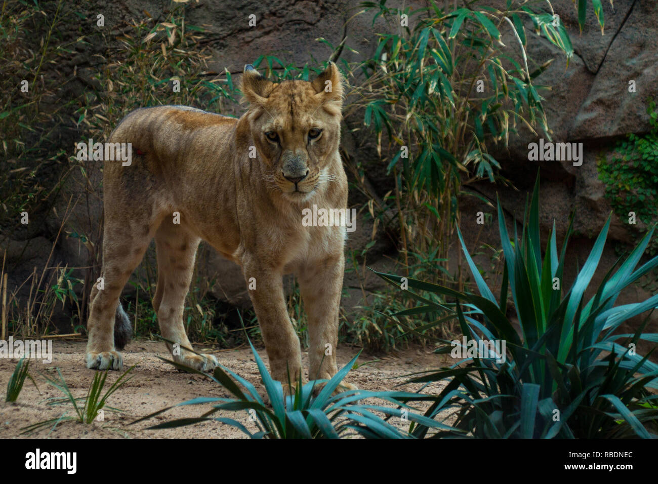 Lioness standing mountain hi-res stock photography and images - Alamy