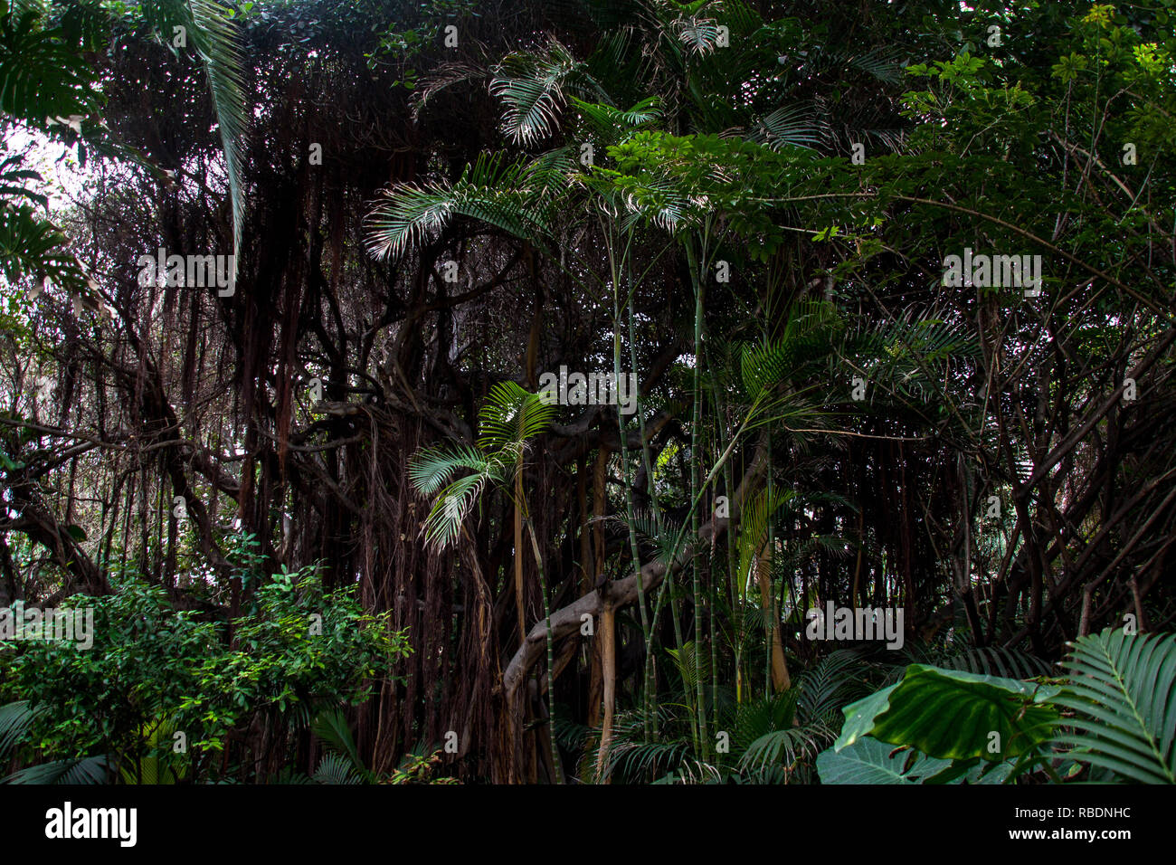 A nice photograph of a typical jungle/ tropical rain forest environment ...