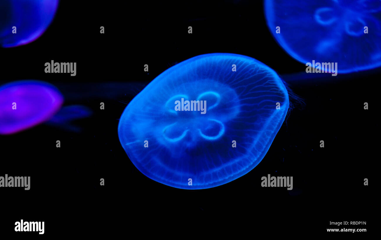 A nice macro photograph of a specimen of vividly colored jellyfish on a ...