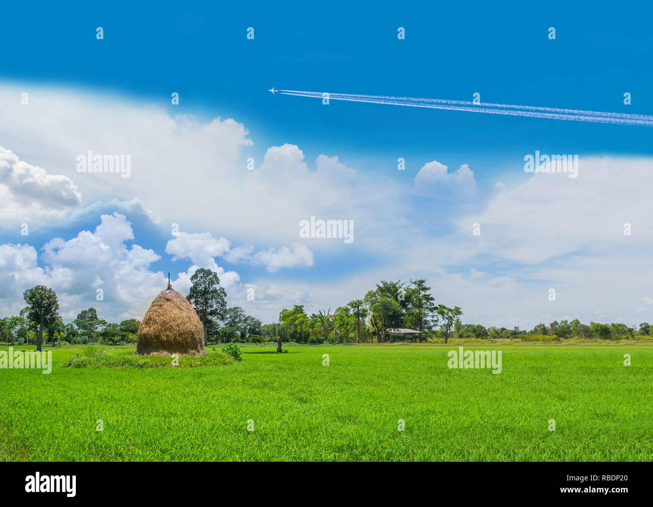 The soft focus of green paddy rice field with the straw, animal feed ...
