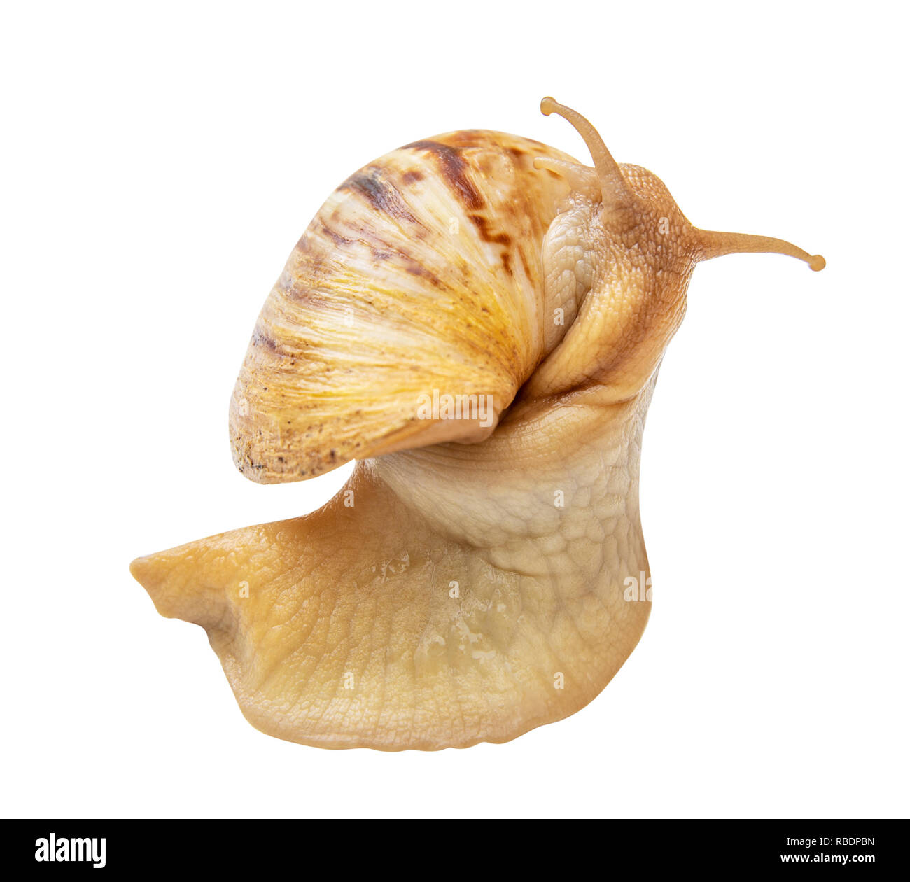 Snail isolated on white background. Clipping path Stock Photo - Alamy